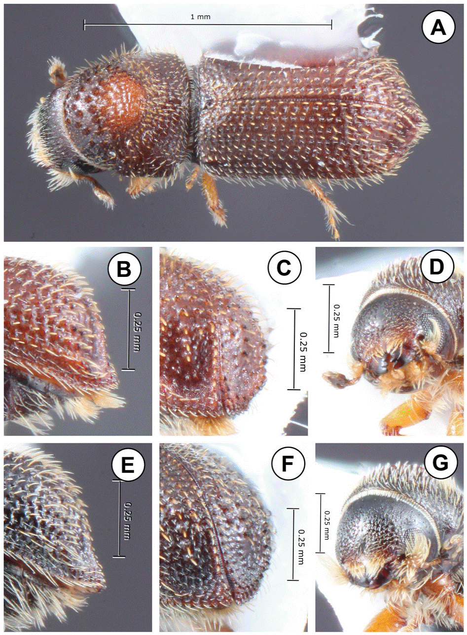 Revision of the genus Phloeocleptus (Coleoptera: Curculionidae: Scolytinae)
