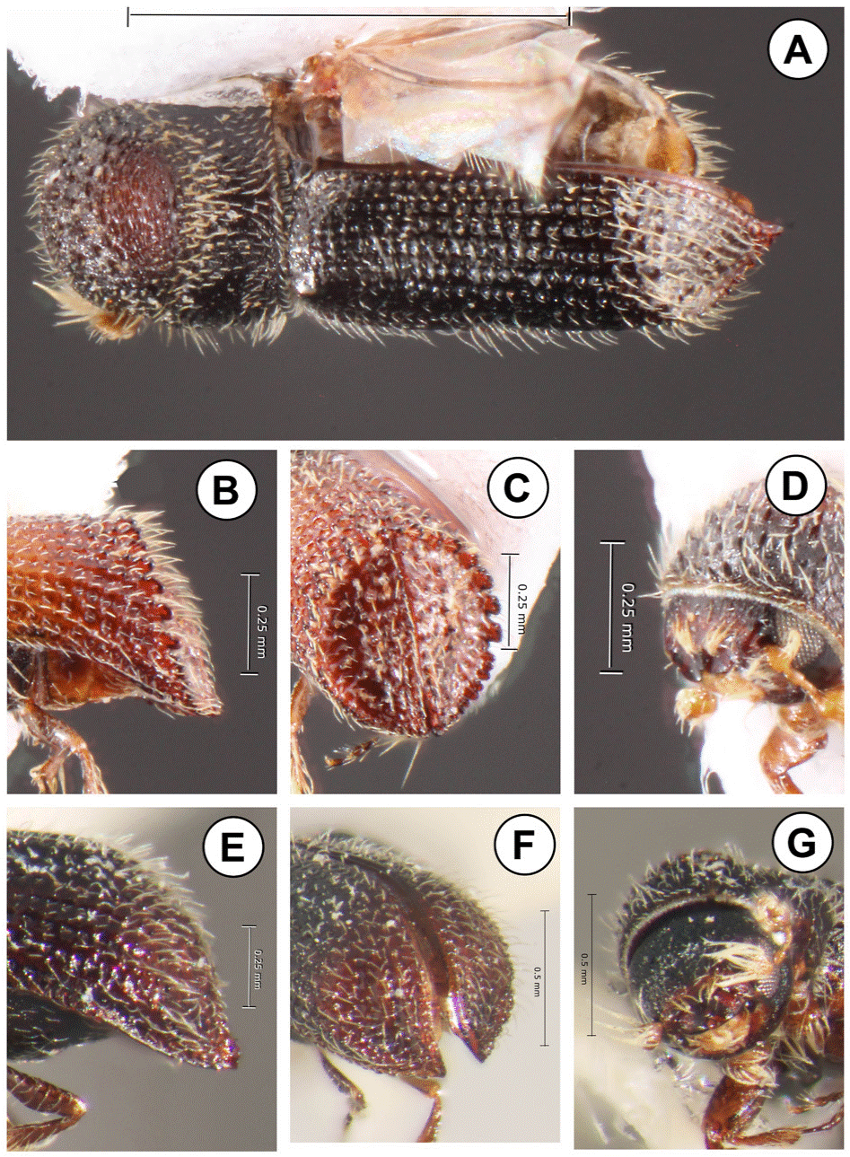 Revision of the genus Phloeocleptus (Coleoptera: Curculionidae: Scolytinae)