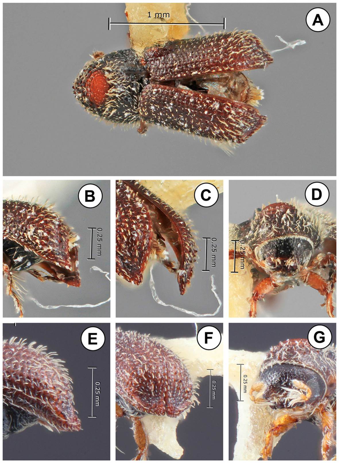 Revision of the genus Phloeocleptus (Coleoptera: Curculionidae: Scolytinae)