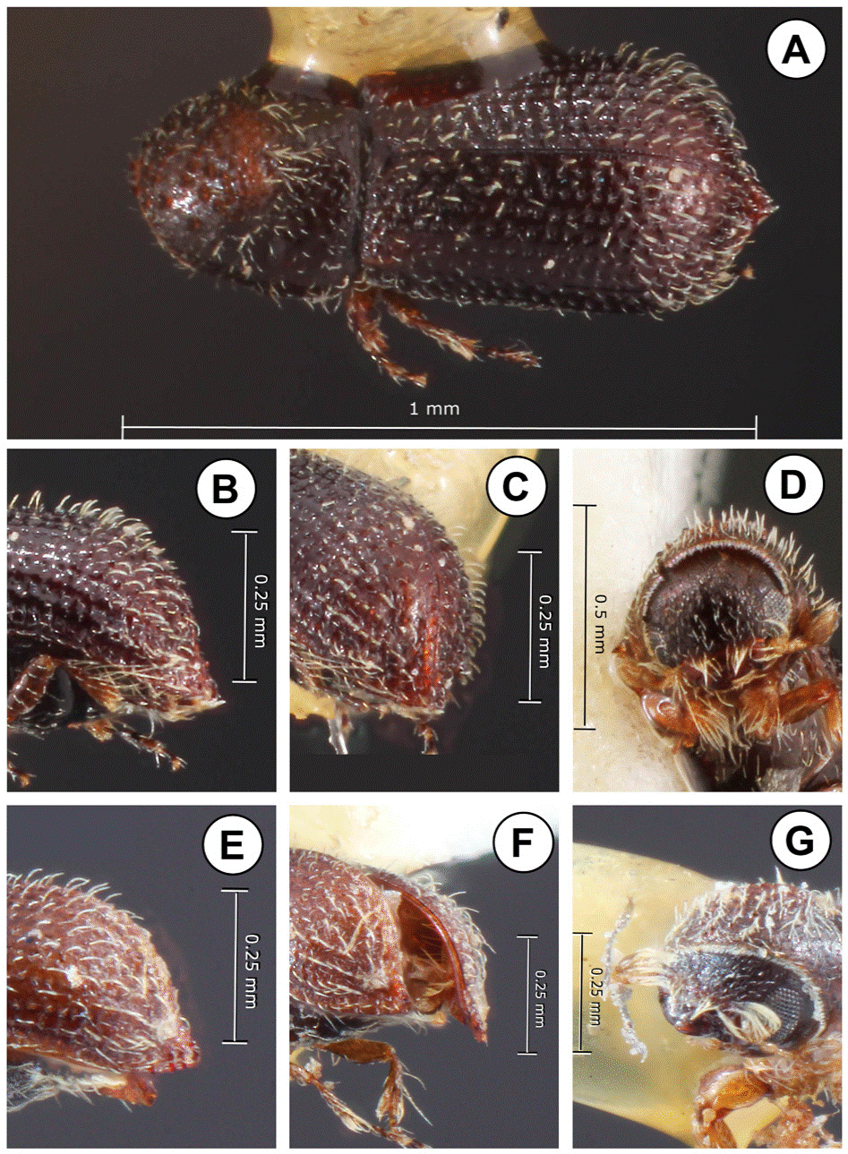 Revision of the genus Phloeocleptus (Coleoptera: Curculionidae: Scolytinae)
