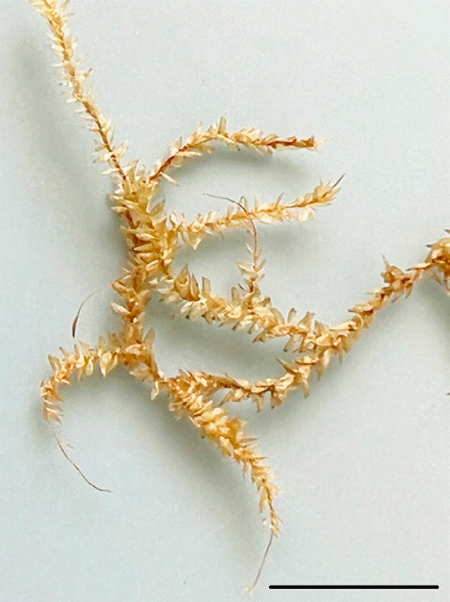 Pilotrichella (Bryophyta: Lembophyllaceae) in Mexico