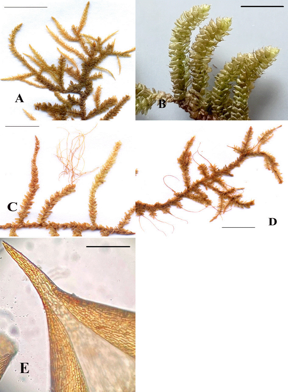 Pilotrichella (Bryophyta: Lembophyllaceae) in Mexico
