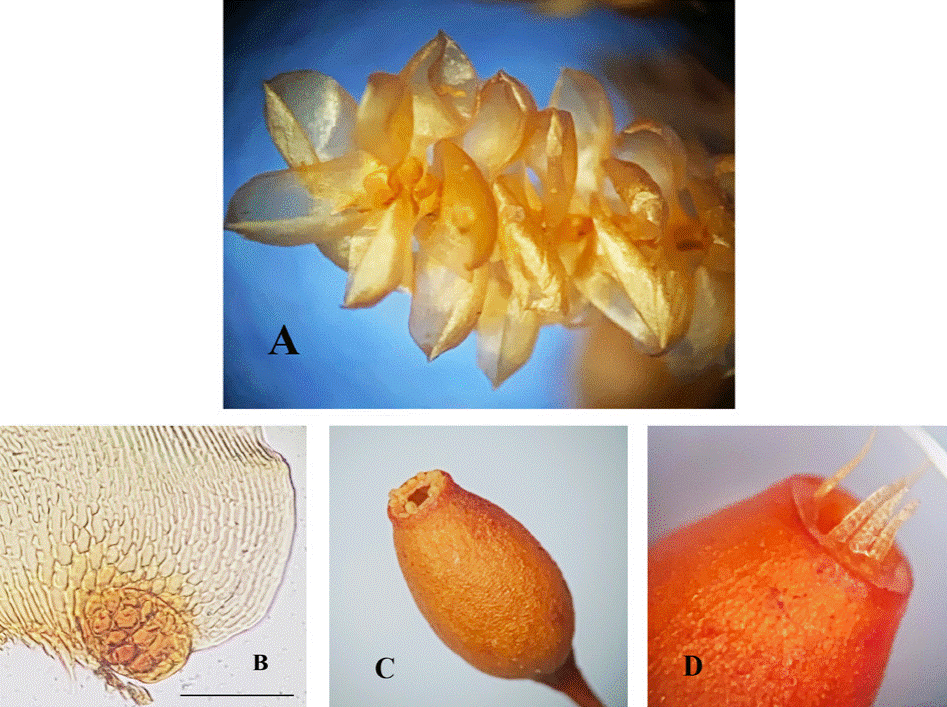 Pilotrichella (Bryophyta: Lembophyllaceae) in Mexico