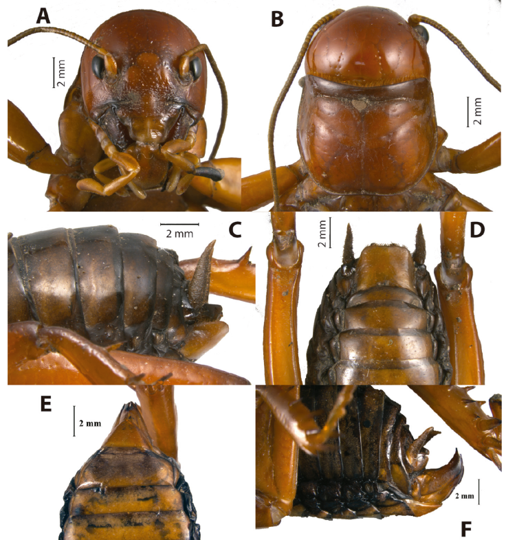 Taxonomic revision of the Stenopelmatus talpa species group (Orthoptera ...