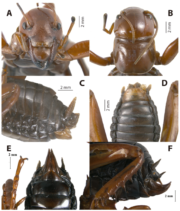 Taxonomic revision of the Stenopelmatus talpa species group (Orthoptera ...