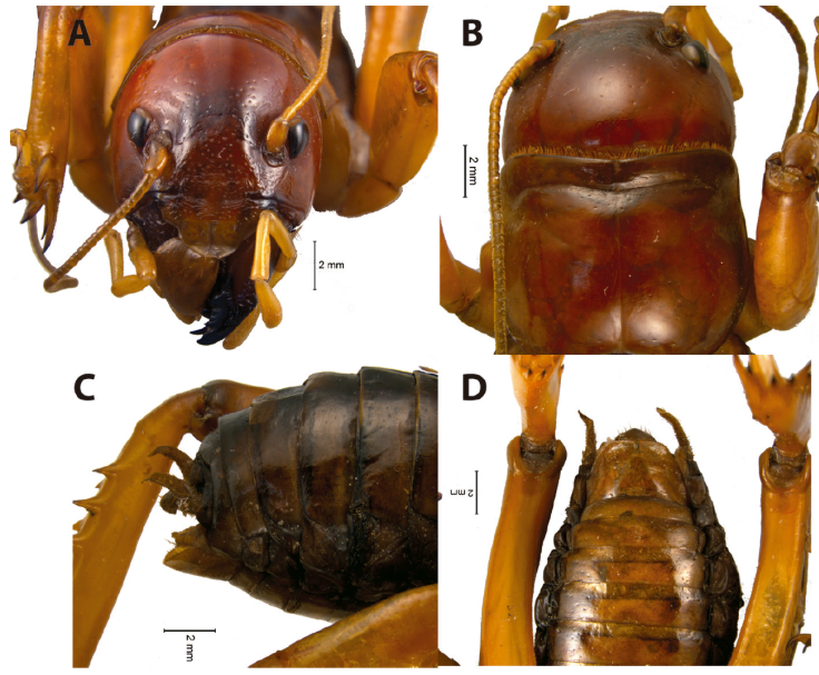 Taxonomic revision of the Stenopelmatus talpa species group (Orthoptera ...