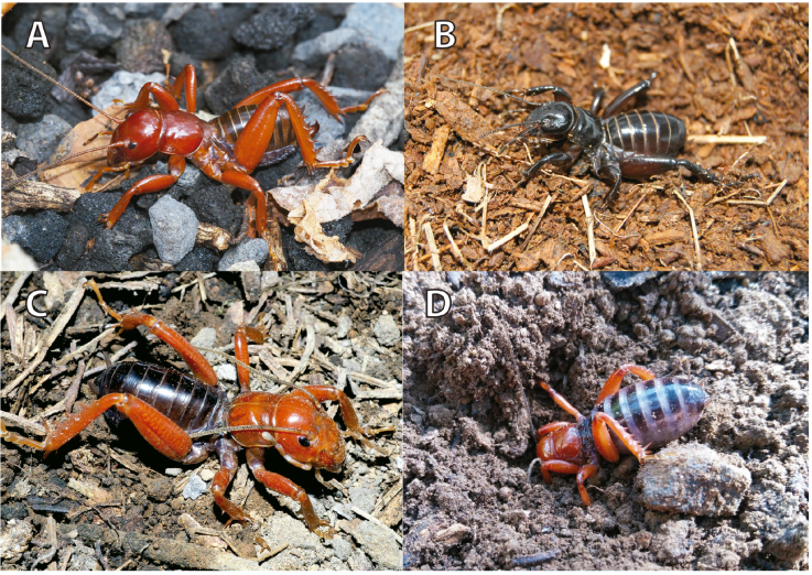 Taxonomic revision of the Stenopelmatus talpa species group (Orthoptera ...