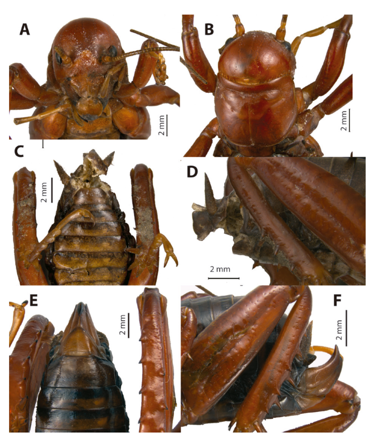 Taxonomic revision of the Stenopelmatus talpa species group (Orthoptera ...