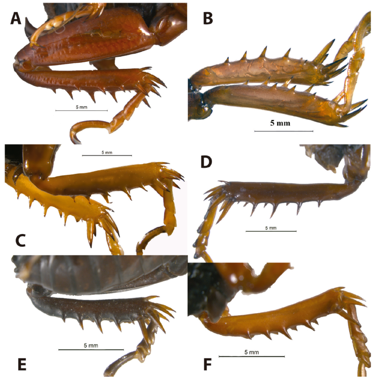 Taxonomic revision of the Stenopelmatus talpa species group (Orthoptera ...