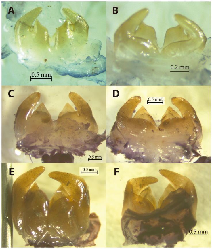 Taxonomic revision of the Stenopelmatus talpa species group (Orthoptera ...