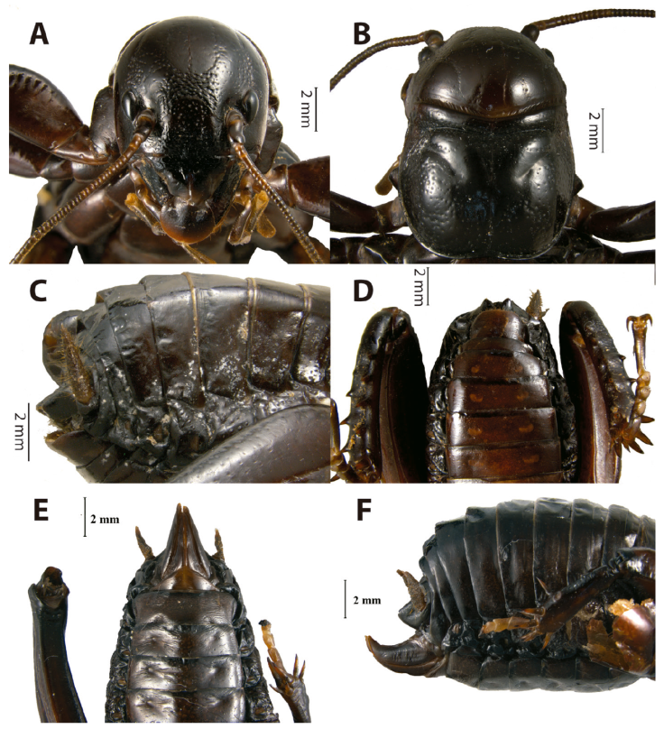 Taxonomic revision of the Stenopelmatus talpa species group (Orthoptera ...