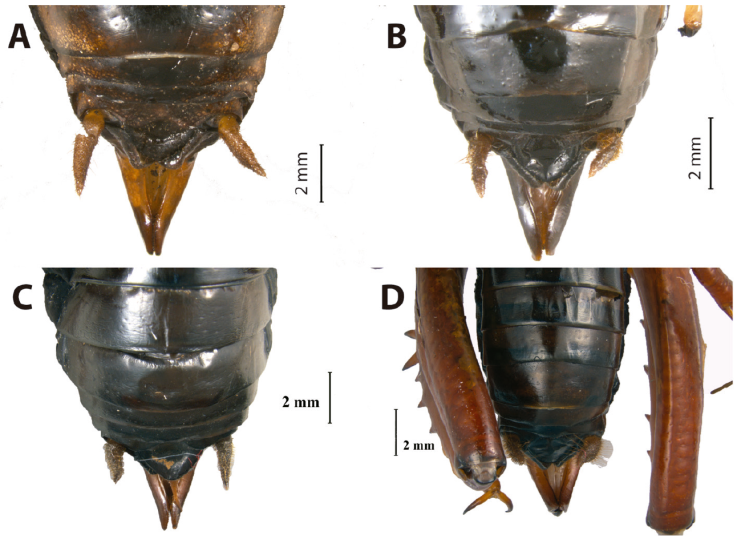 Taxonomic revision of the Stenopelmatus talpa species group (Orthoptera ...