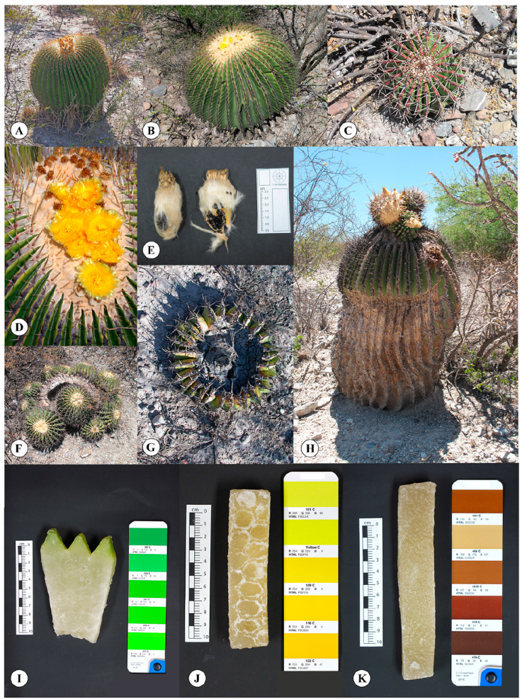 Conservation genetics of the protected candy barrel cactus Echinocactus ...