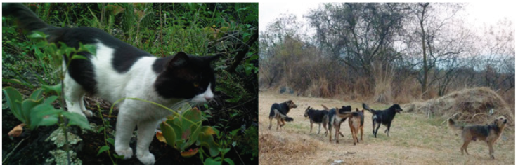 Dieta de gatos (Felis silvestris catus) y perros (Canis lupus ...