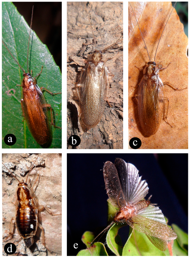Estudio taxonómico del género Phidon (Blattaria: Pseudophyllodromiidae ...