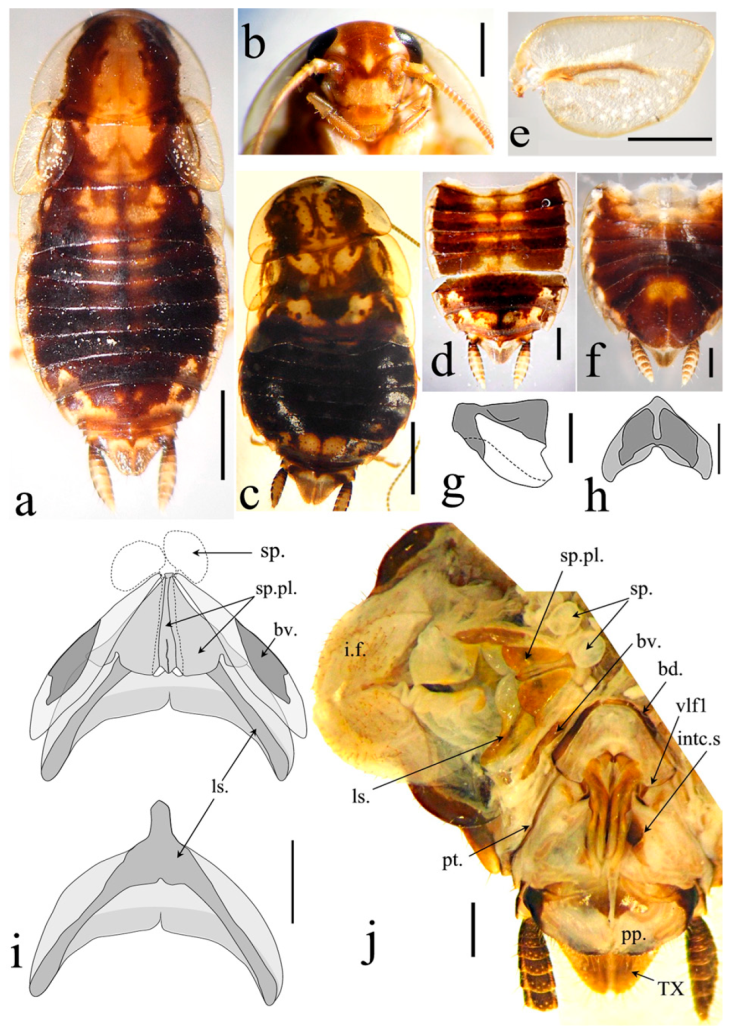 Estudio taxonómico del género Phidon (Blattaria: Pseudophyllodromiidae) con descripciones de los ...