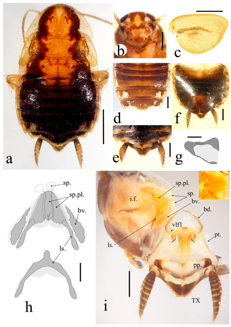 Estudio taxonómico del género Phidon (Blattaria: Pseudophyllodromiidae ...