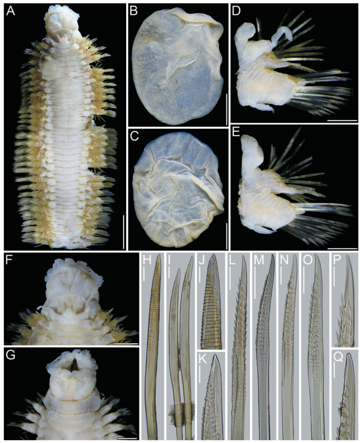 Rediscovery of Eunoe crassa and clarification of some morphological ...