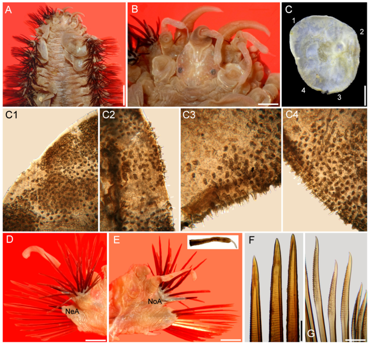 Rediscovery of Eunoe crassa and clarification of some morphological ...