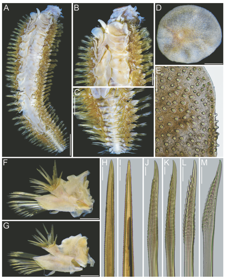 Rediscovery of Eunoe crassa and clarification of some morphological ...