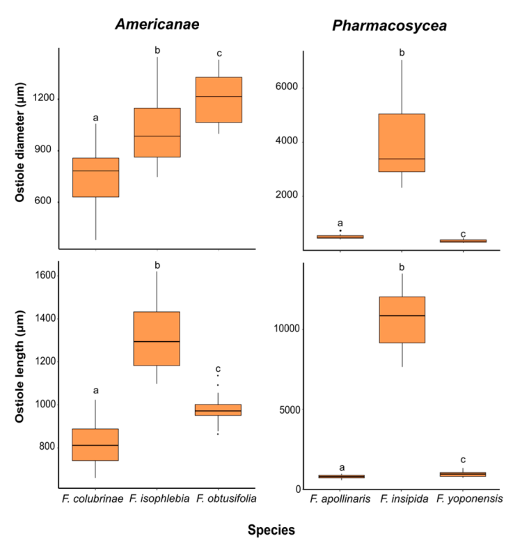 How relevant is the relationship between ostiole size and wasp head ...
