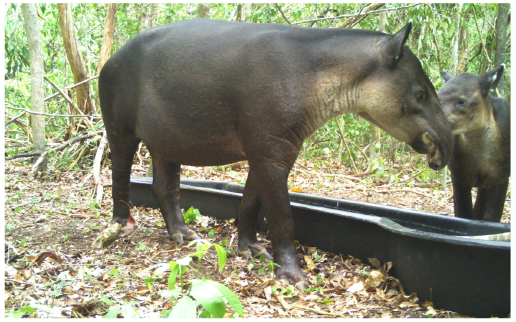 Use of artificial water sources by tapirs in the Maya Forest, Mexico