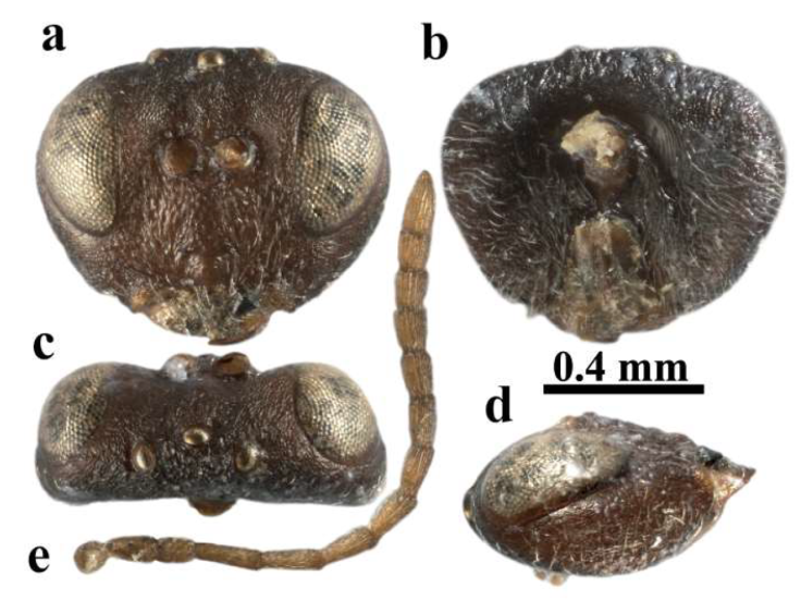 What is Femuros (Cynipidae: Cynipini)?
