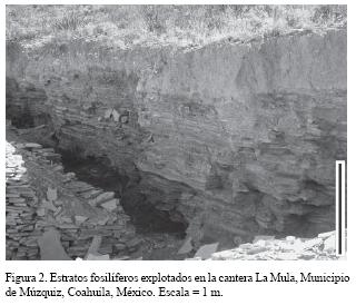 Primer registro de Saurodon (Teleostei: Ichthyodectiformes) en la ...