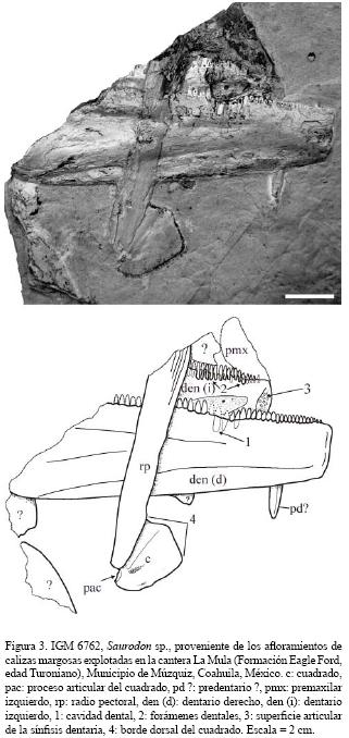 Primer registro de Saurodon (Teleostei: Ichthyodectiformes) en la ...