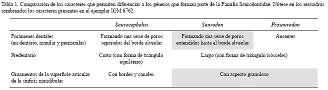 Primer registro de Saurodon (Teleostei: Ichthyodectiformes) en la ...
