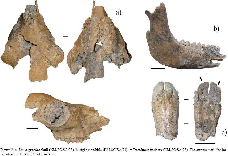 New camelid (Artiodactyla: Camelidae) record from the late Pleistocene ...