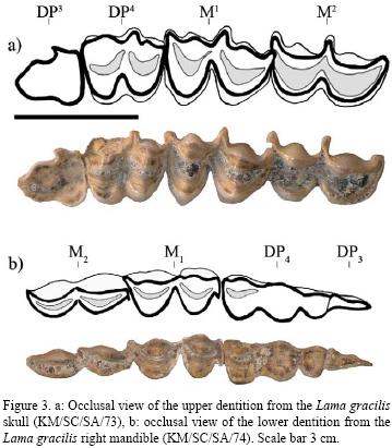 New camelid (Artiodactyla: Camelidae) record from the late Pleistocene ...