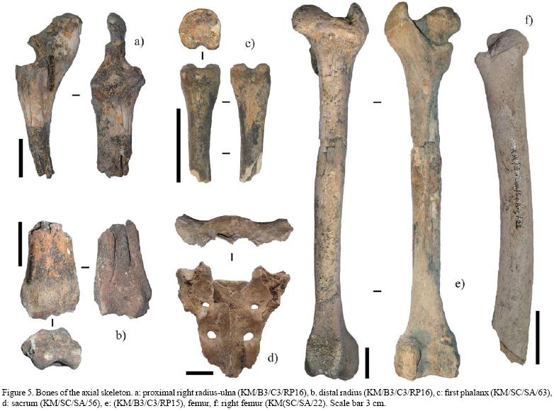 New camelid (Artiodactyla: Camelidae) record from the late Pleistocene ...