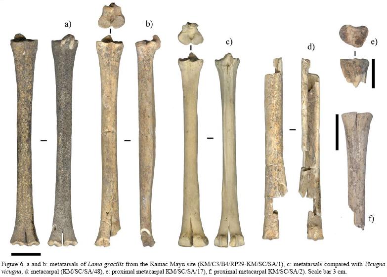 New camelid (Artiodactyla: Camelidae) record from the late Pleistocene ...