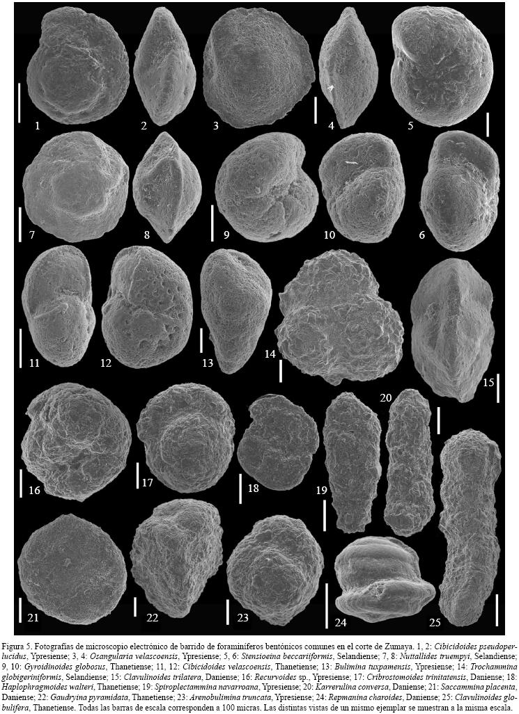 El corte de Zumaya (España): registro de los foraminíferos bentónicos ...