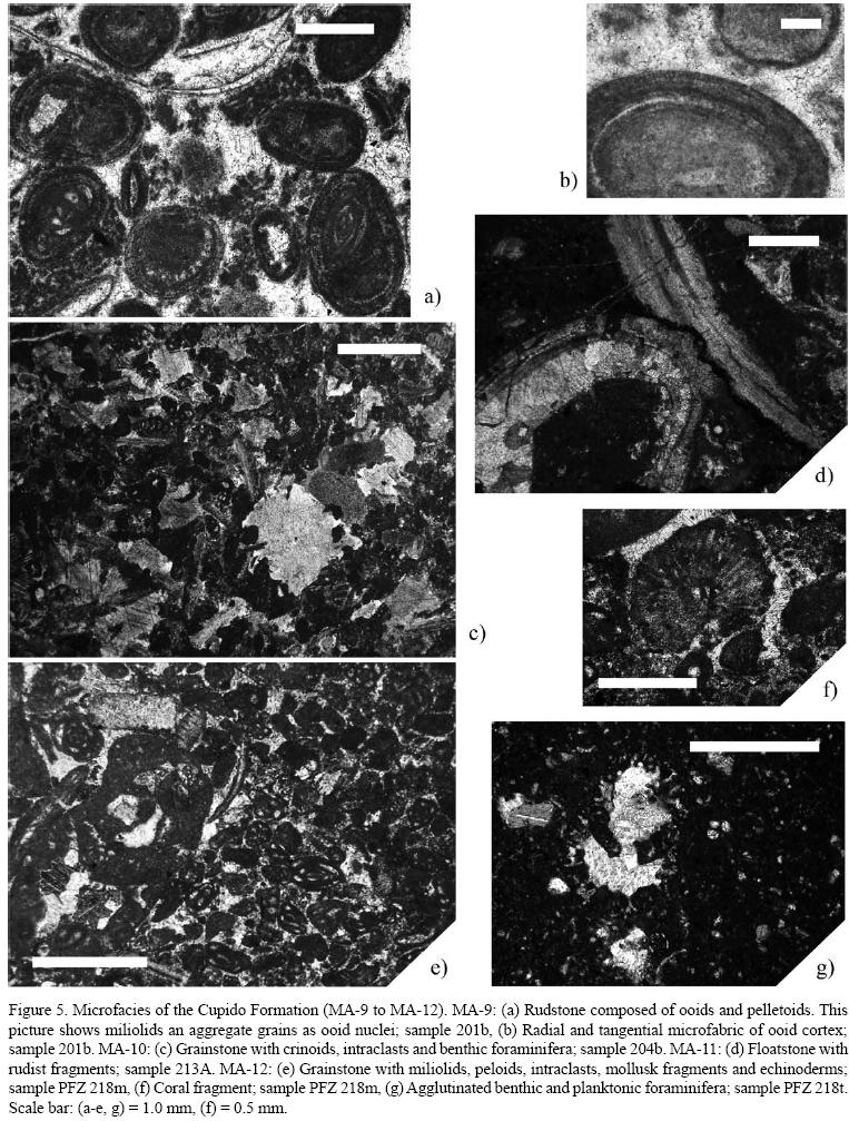 Microfacies analysis and paleoenvironmental dynamic of the Barremian ...