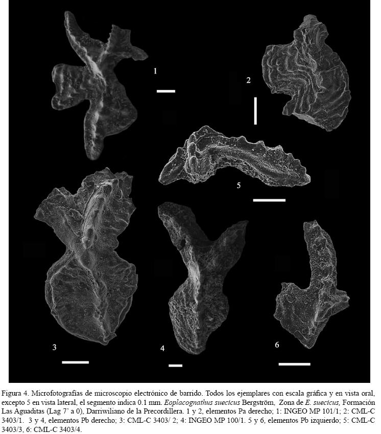 Bioestratigrafía de conodontes del Darriwiliano medio (Ordovícico) de ...