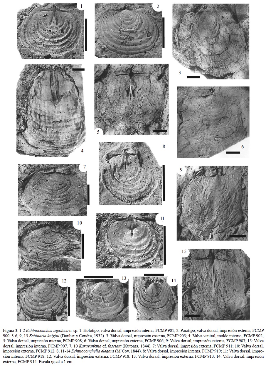 Nuevos braquiópodos prodúctidos (Rhynchonelliformea, Strophomenata) del ...