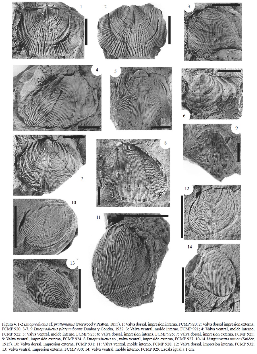 Nuevos braquiópodos prodúctidos (Rhynchonelliformea, Strophomenata) del ...