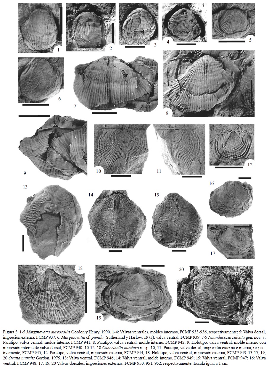 Nuevos braquiópodos prodúctidos (Rhynchonelliformea, Strophomenata) del ...
