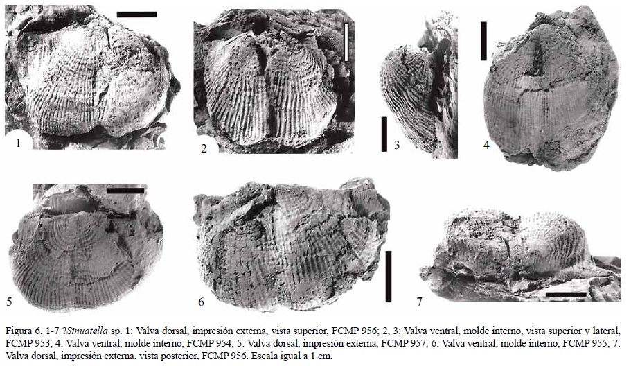 Nuevos braquiópodos prodúctidos (Rhynchonelliformea, Strophomenata) del ...