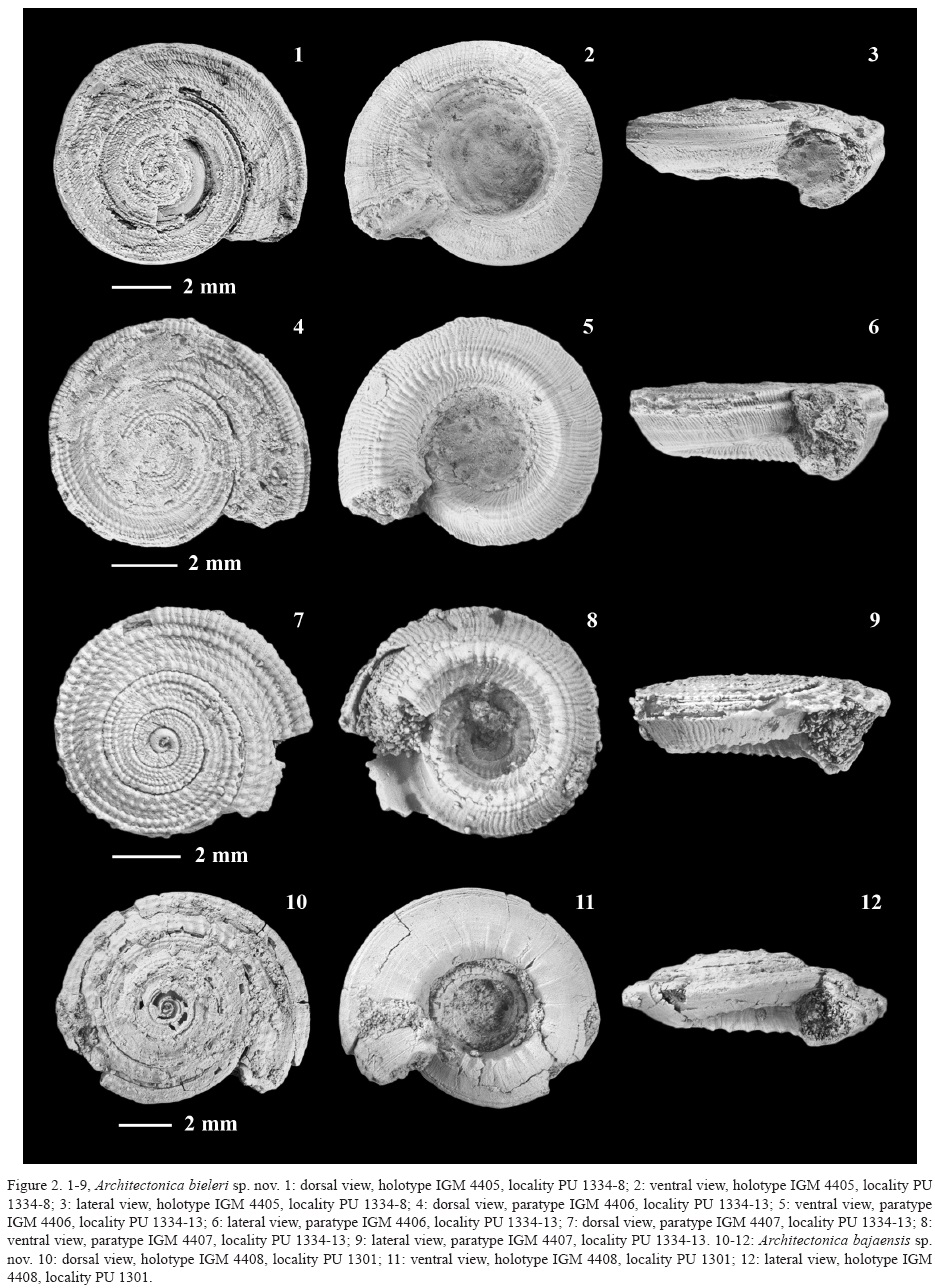 Late Paleocene Architectonicidae (Gastropoda: Heterobranchia) from Baja ...