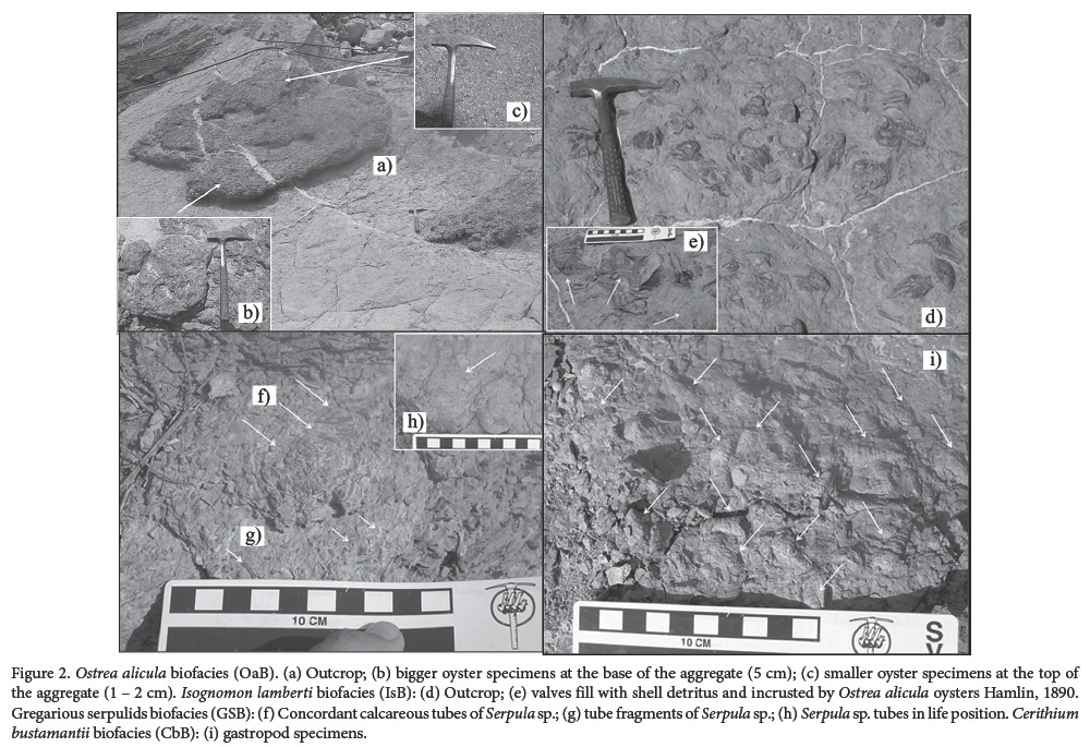 Paleoenvironmental interpretation using fossil record: San Juan Raya ...