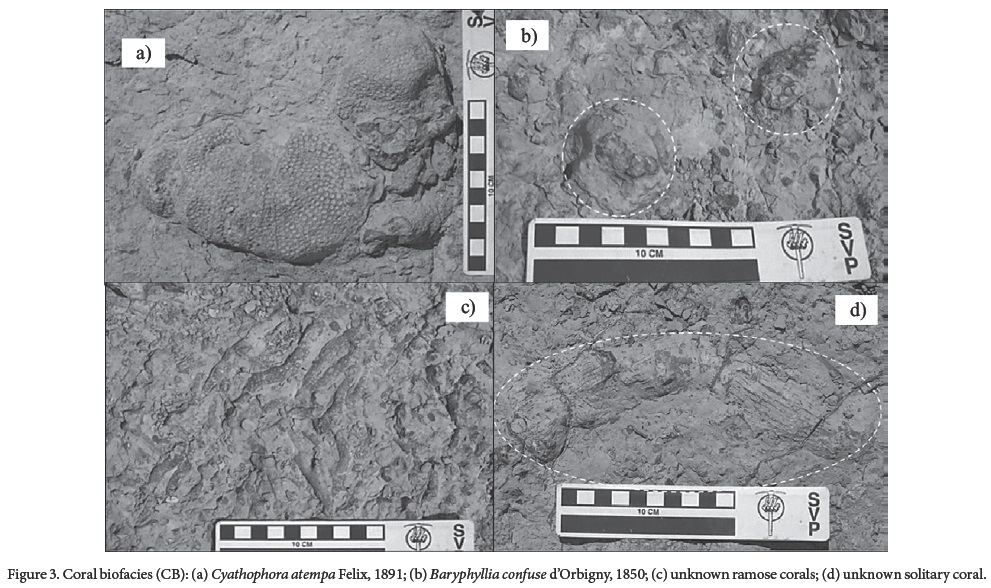 Paleoenvironmental interpretation using fossil record: San Juan Raya ...