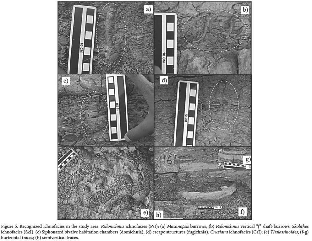 Paleoenvironmental interpretation using fossil record: San Juan Raya ...
