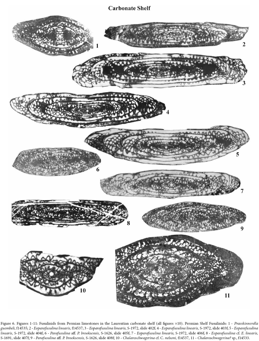 Late Paleozoic fusulinids from Sonora, México: Importance for ...