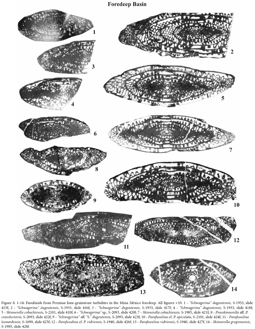Late Paleozoic fusulinids from Sonora, México: Importance for ...