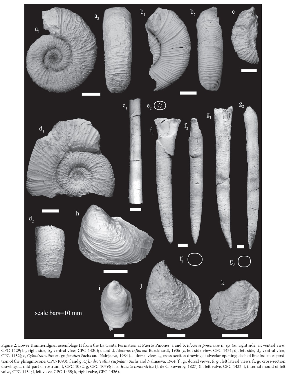Kimmeridgian (Late Jurassic) cold-water idoceratids (Ammonoidea) from ...