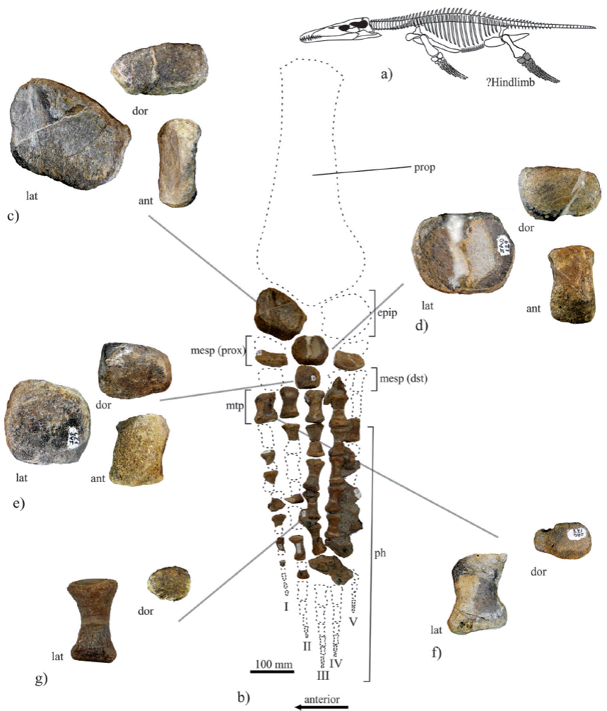Kimmeridgian pliosaurids (Sauropterygia, Plesiosauria) from Tlaxiaco ...