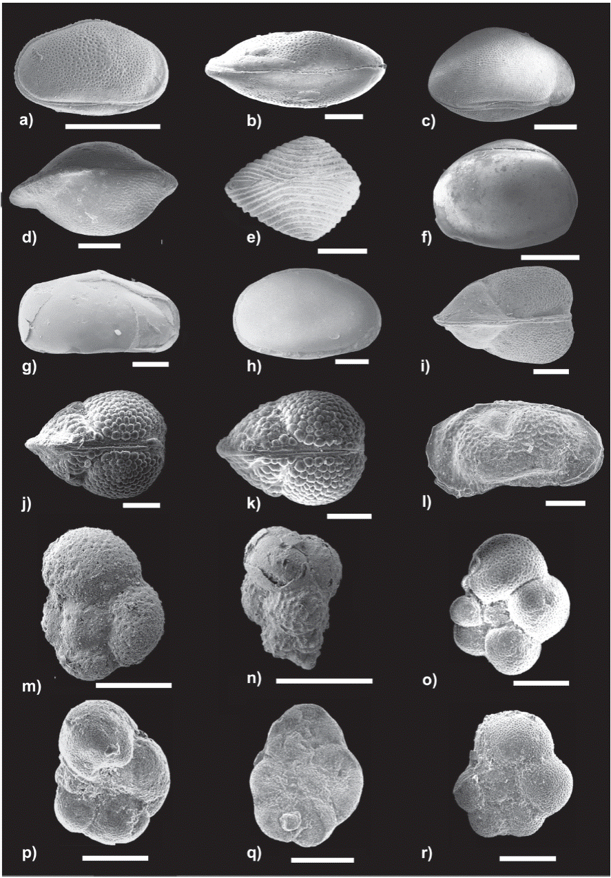 Palaeoenvironmental, palaeoecological and palaeobiogeographical ...